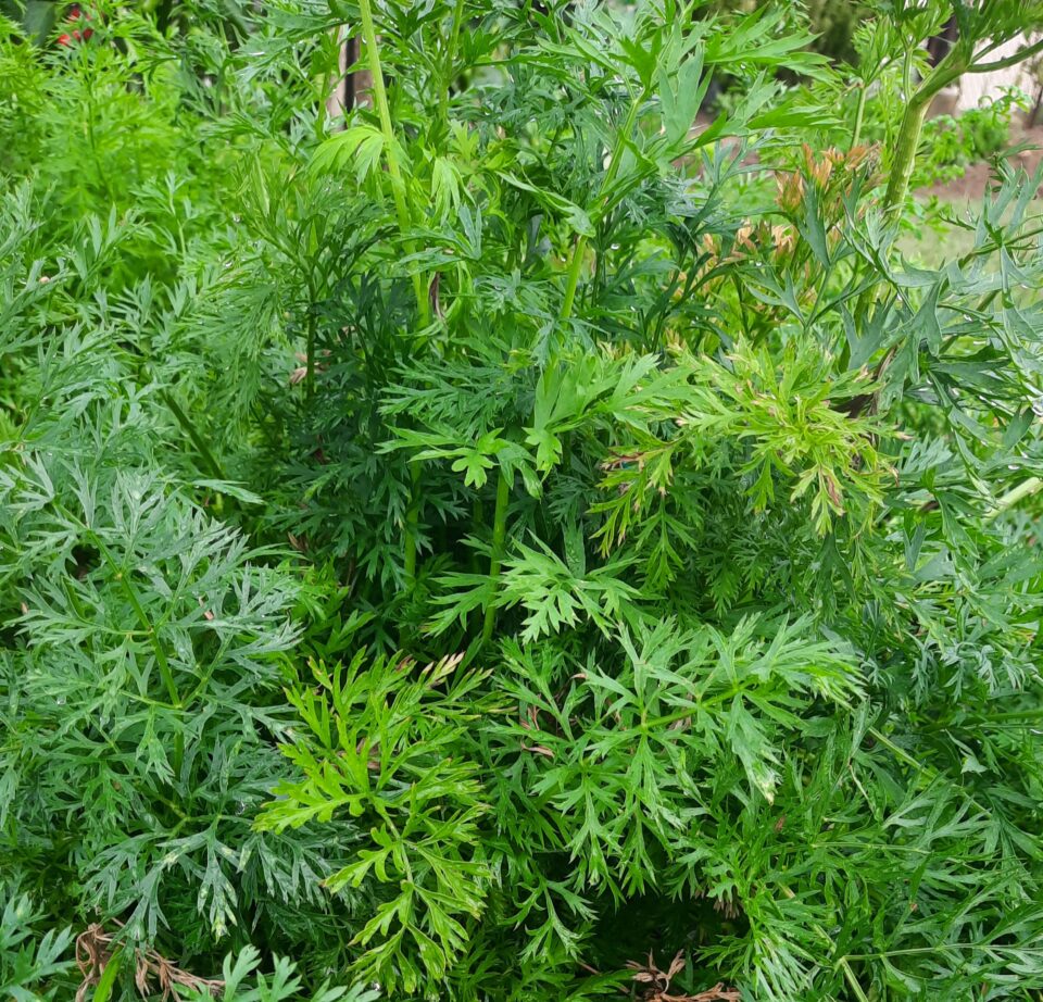 Pesto con il ciuffo di carote - BOTANICACOMMESTIBILE